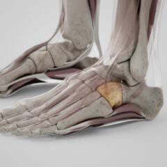 Os cuboideum - DocCheck Flexikon