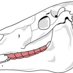 Backenzahn (Pferd) - DocCheck Flexikon