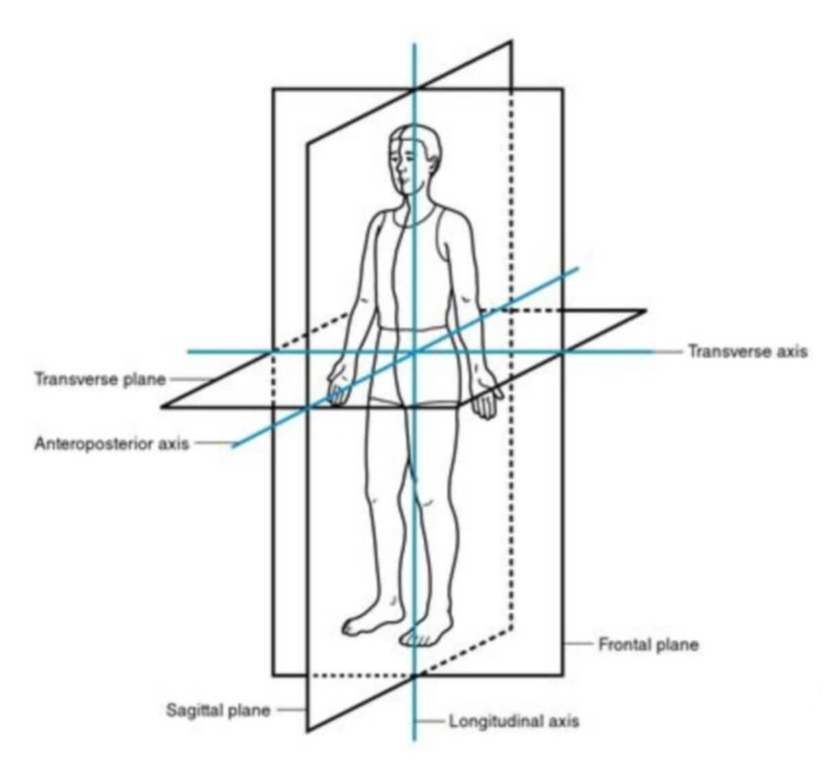 Anatomy plane and Axis - DocCheck