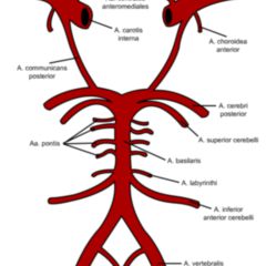 Circulus arteriosus cerebri - DocCheck Flexikon