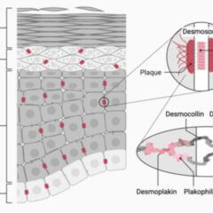 Epidermis - DocCheck Flexikon