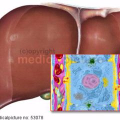 Glisson-Trias - DocCheck Flexikon