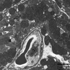 Morphogenese - DocCheck Flexikon