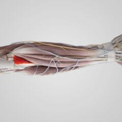 Musculus anconeus - DocCheck Flexikon