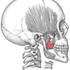 Kaumuskulatur - DocCheck Flexikon