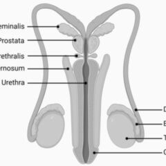 Corpus cavernosum penis - DocCheck Flexikon