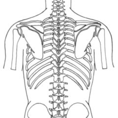Rumpf - DocCheck Flexikon