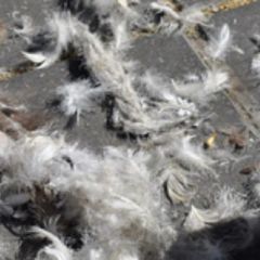 Distorsion - DocCheck Flexikon