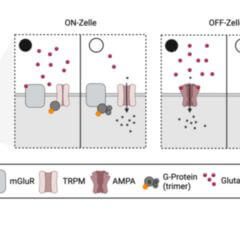 ON-Zelle - DocCheck Flexikon