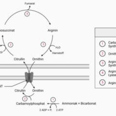 Harnstoffzyklus - DocCheck Flexikon