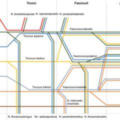 Fasciculus medialis plexus brachialis - DocCheck Flexikon