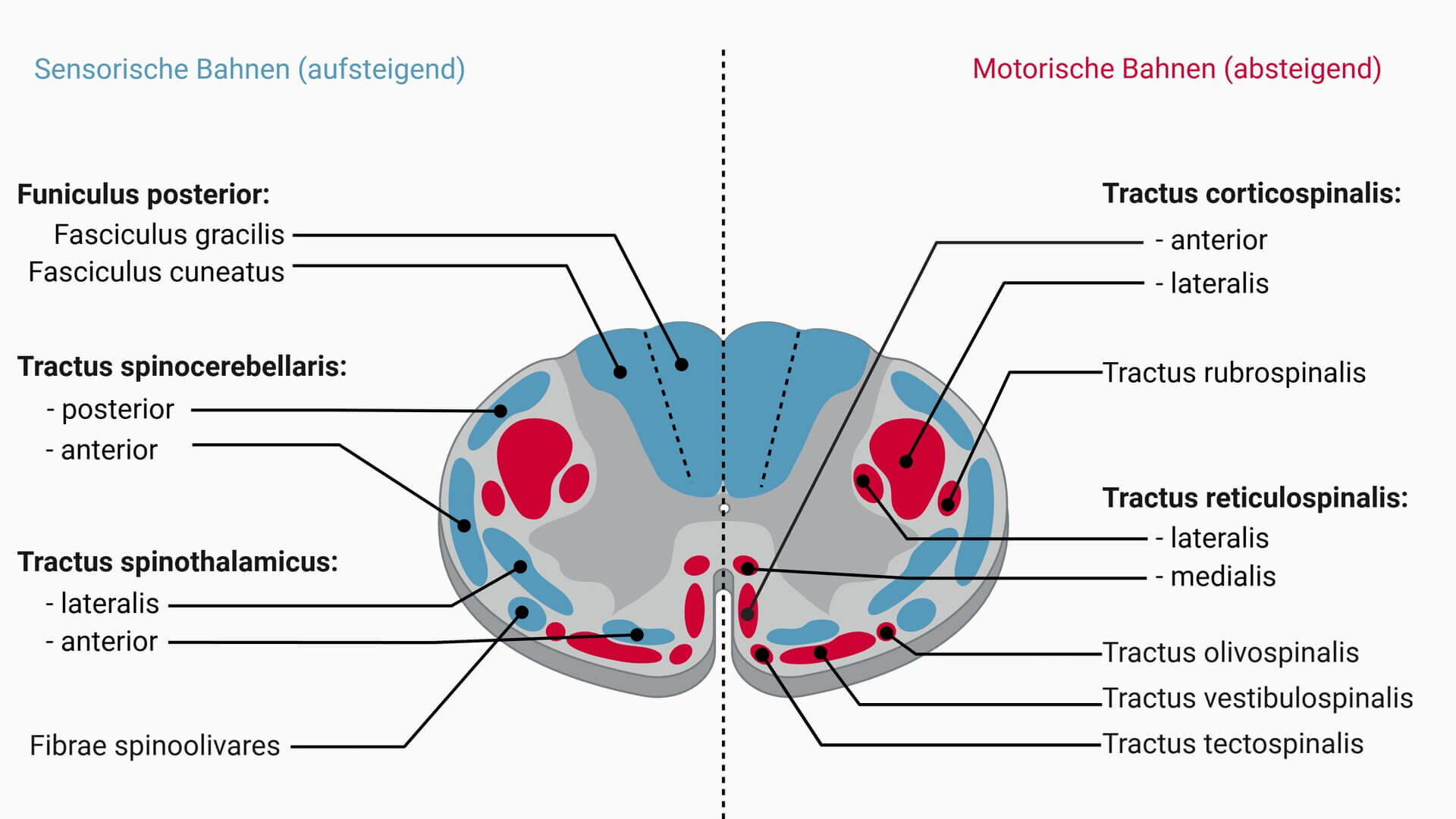 Sensorische und motorische Bahnen des Rückenmarks - DocCheck