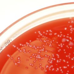 Candida - DocCheck Flexikon