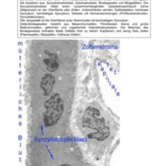 Plazenta - DocCheck Flexikon