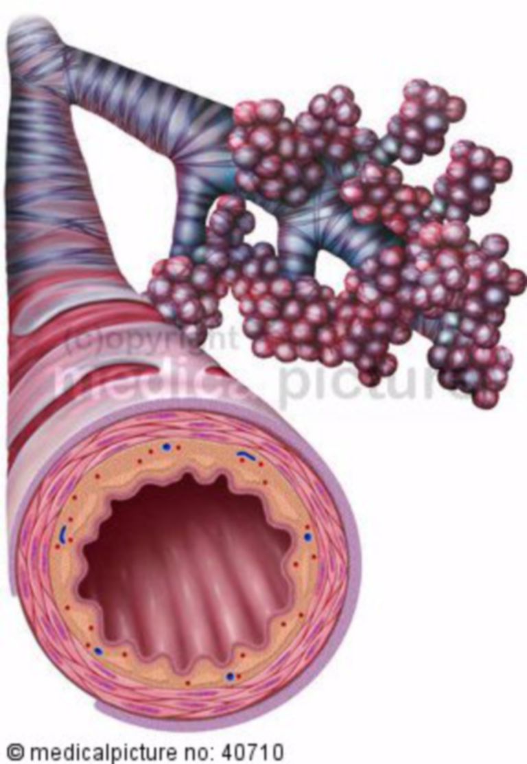 Bronchus Cross Section