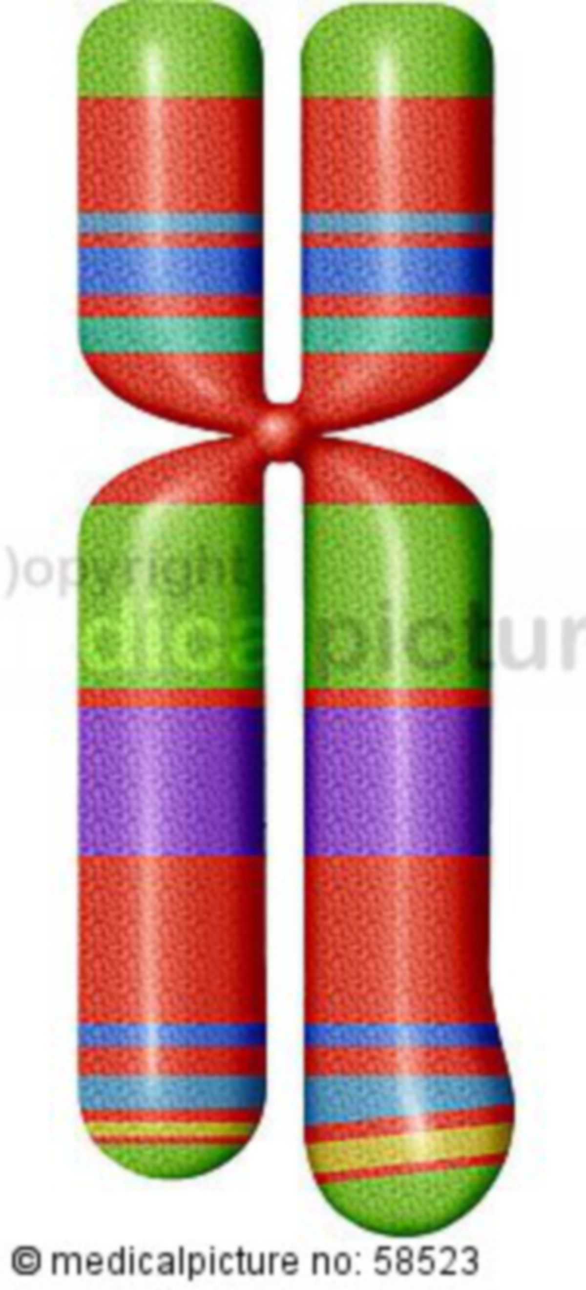 X chromosome - DocCheck