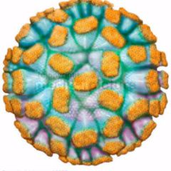 Caliciviridae - DocCheck Flexikon