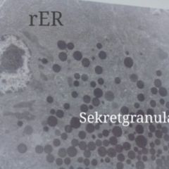 Sarkoplasmatisches Retikulum - DocCheck Flexikon