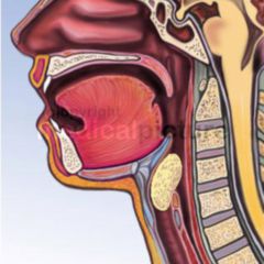Choane - DocCheck Flexikon