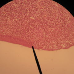 Modifiziertes Transsudat (Veterinärmedizin) - DocCheck Flexikon