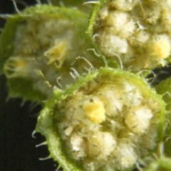 Adenosin - DocCheck Flexikon