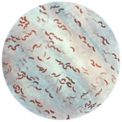 Vibrio harveyi - DocCheck Flexikon