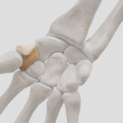 Os trapezium - DocCheck Flexikon