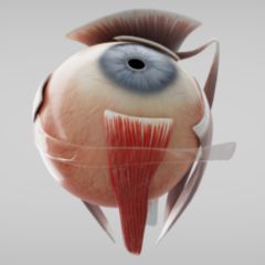 Musculus rectus inferior - DocCheck Flexikon