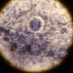 Entamoeba invadens - DocCheck Flexikon