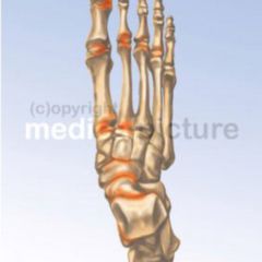 Talus - DocCheck Flexikon