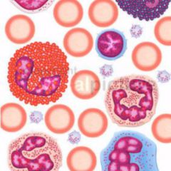 Blutausstrich - DocCheck Flexikon