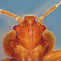 Bettwanze - DocCheck Flexikon