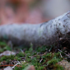 Körperachse - DocCheck Flexikon