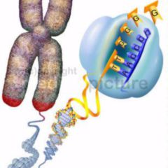 Telomer - DocCheck Flexikon