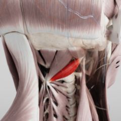 Obliquus Capitis Inferior Safely Working The Suboccipital Muscles