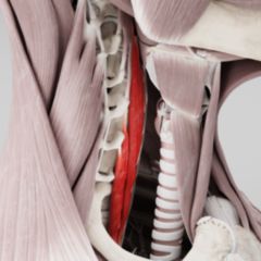 Musculus longus colli - DocCheck Flexikon