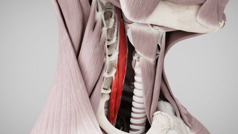 Musculus longus colli - DocCheck