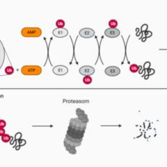 Ubiquitin-Proteasom-System - DocCheck Flexikon