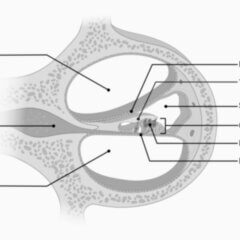 Ductus cochlearis - DocCheck Flexikon
