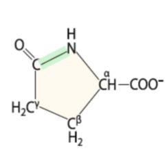 Pyroglutamat - DocCheck Flexikon