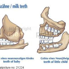 Milchgebiss - DocCheck Flexikon