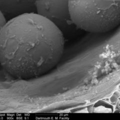 Amorph - DocCheck Flexikon