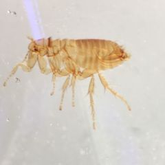 Ceratophyllus gallinae - DocCheck Flexikon