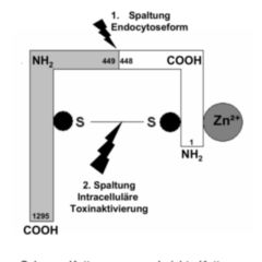 Toxin - DocCheck Flexikon