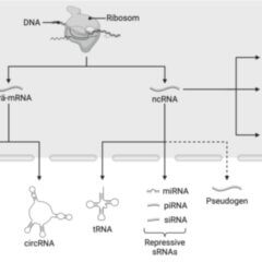 mRNA - DocCheck Flexikon