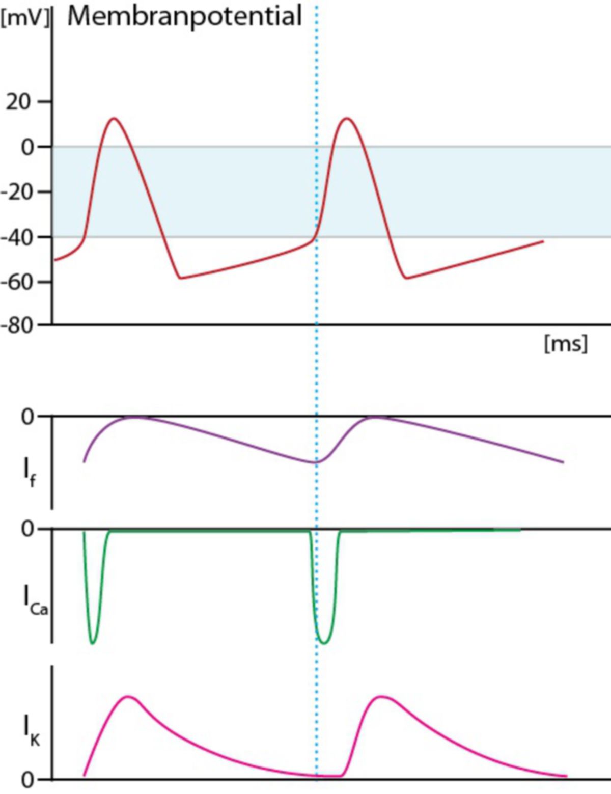 AP Sinusknoten (Herz) - DocCheck