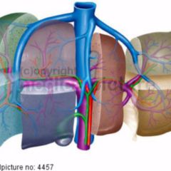 Lebersegment - DocCheck Flexikon