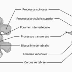 Foramen intervertebrale - DocCheck Flexikon