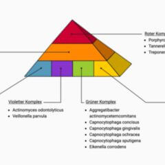 Roter Komplex - DocCheck Flexikon