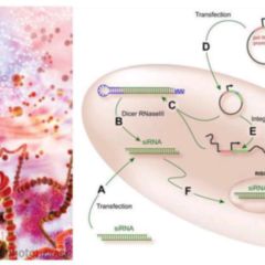 Plasmid - DocCheck Flexikon